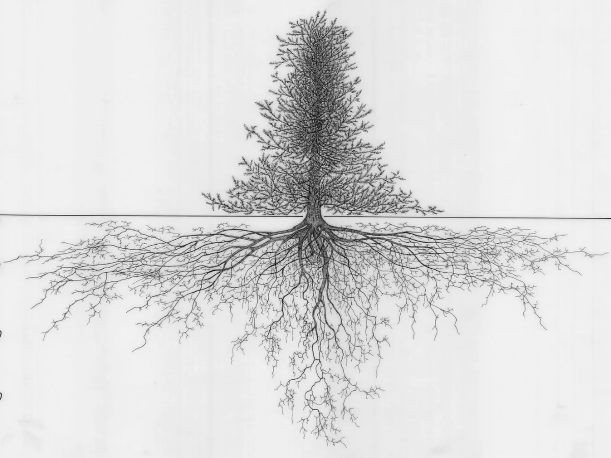 Rhizomatic Design Archive – Tio Gabunia